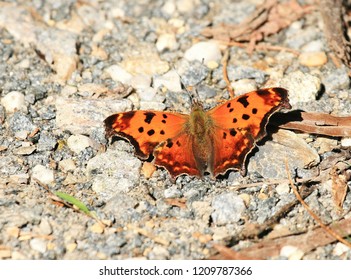 9 Satyr Anglewing Butterfly Images, Stock Photos & Vectors | Shutterstock