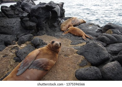 5,497 imágenes de Seal pose - Imágenes, fotos y vectores de stock | Shutterstock