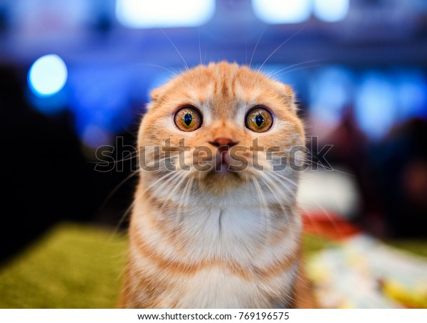 Foto de stock sobre Un gato impactado (editar ahora) 769196575