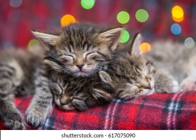 Cute Sleeping Kittens Stock Photo 617075090 | Shutterstock