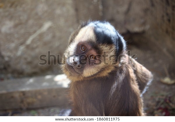 Cute Small Monkey Looking Camera Stock Photo 1860811975 | Shutterstock