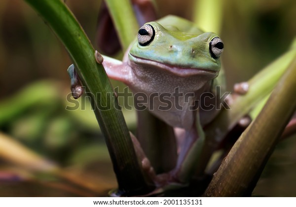 Cute Smiling Dumpy Tree Frog Ranoidea Stock Photo 2001135131 | Shutterstock