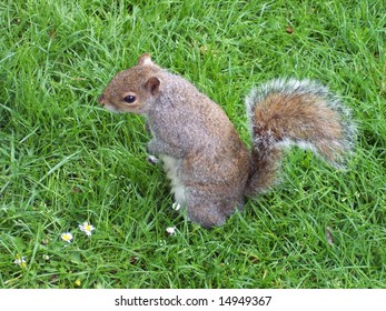 Cute Squirrel Stock Photo 14949367 | Shutterstock