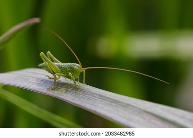 Cute Tiny Grass Hopper On Flower Stock Photo 2033482985 | Shutterstock