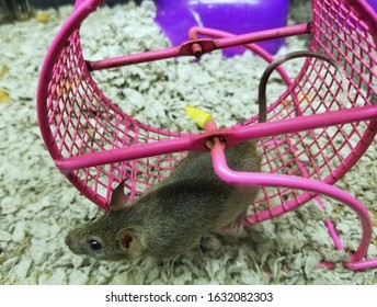 343 Rat running in wheel Stock Photos, Images & Photography | Shutterstock