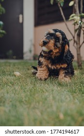 Cute Two Month Old Cockapoo Puppy Stock Photo 1774194617 | Shutterstock
