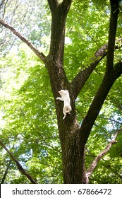 502 Cat stuck in tree Images, Stock Photos & Vectors | Shutterstock