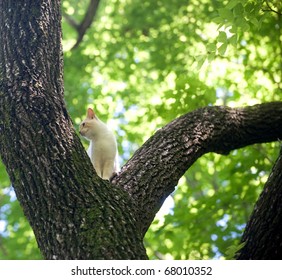 502 Cat stuck in tree Images, Stock Photos & Vectors | Shutterstock