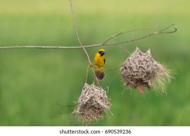 171 Pendant nests Images, Stock Photos & Vectors | Shutterstock