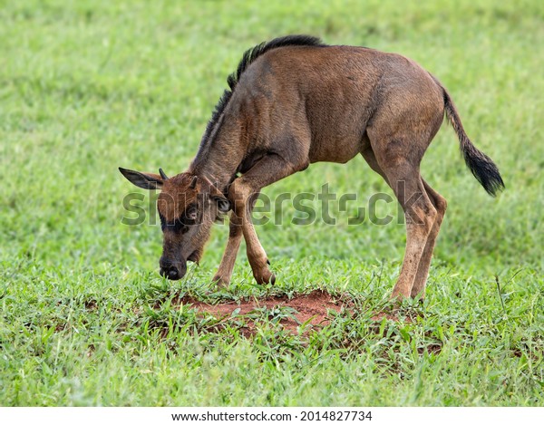 Cute Young Gnu Wildebeest Playing Grass Stock Photo 2014827734 ...