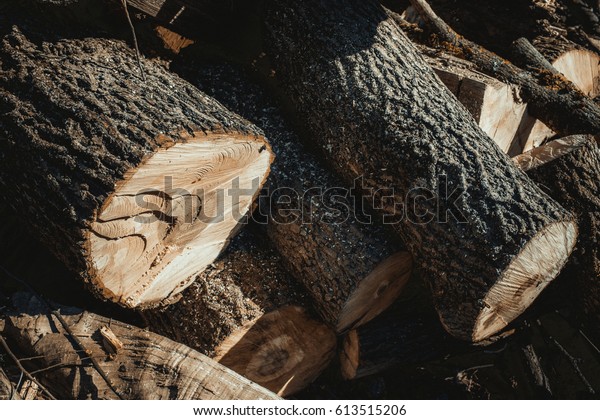 Cutted Trees Texture Background Spring Works Stock Photo 613515206 ...