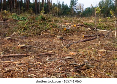 197,697 Down forest Images, Stock Photos & Vectors | Shutterstock