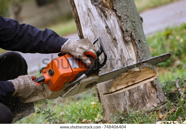 Cutting Tree Chainsaw Stock Photo 748406404 | Shutterstock