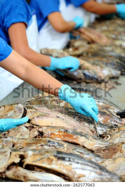 Cutting Tuna Factory Tuna Processing Stock Photo (Edit Now) 262577063