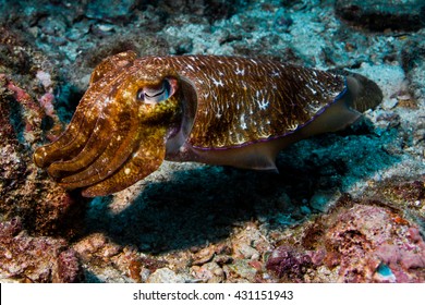 4,333 Cuttle fish Images, Stock Photos & Vectors | Shutterstock