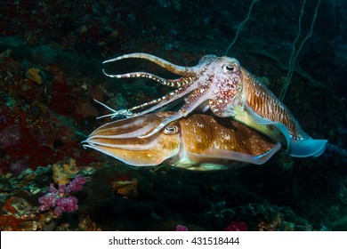 3,993 Cuttle fish Stock Photos, Images & Photography | Shutterstock