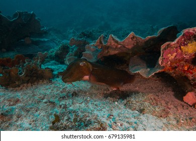 76 Mia Reef Images, Stock Photos & Vectors | Shutterstock