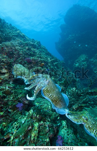 Cuttle Fish Order Sepiida Class Cephalopoda Stock Photo 66253612 ...