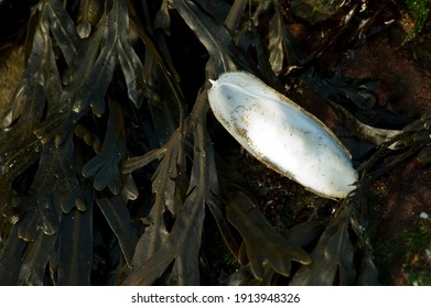 6 Frilly fins Images, Stock Photos & Vectors | Shutterstock