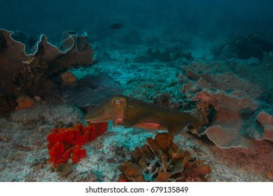 76 Mia Reef Images, Stock Photos & Vectors | Shutterstock