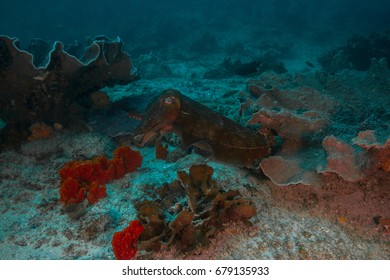 76 Mia Reef Images, Stock Photos & Vectors | Shutterstock