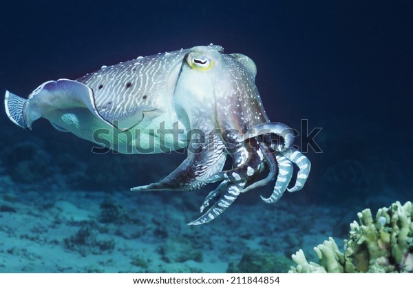Cuttlefish Stock Photo (Edit Now) 211844854