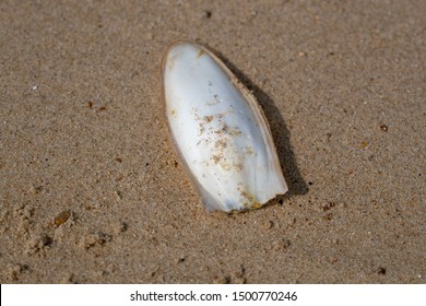 Cuttlefish Bone On Sandy Beach Bright Stock Photo 1500770246 | Shutterstock