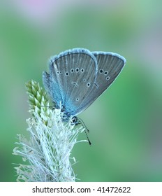 Cyaniris Semiargus Stock Photo 41472622 | Shutterstock