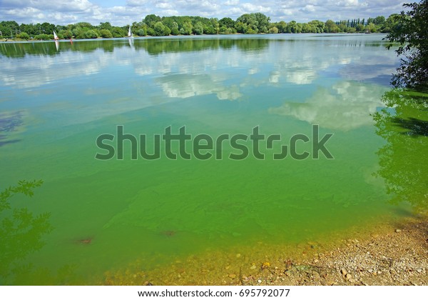 Cyanobacteria Bluegreen Algae Which Develop Surface Stock Photo ...
