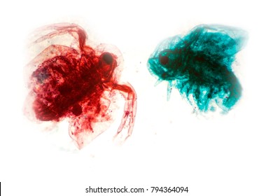 Cyclops Microorganisms Microscope Stock Photo 794364094 | Shutterstock