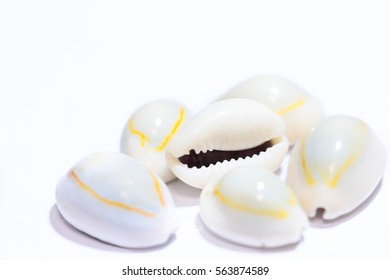 Cypraea Shell Stock Photo 563874589 | Shutterstock