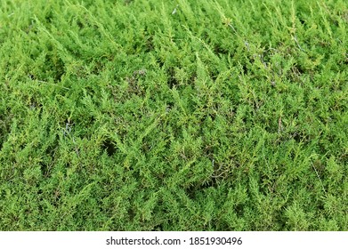 Cypress Tree Close Background Pattern Stock Photo 1851930496 | Shutterstock