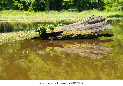 47 Hollandali Images, Stock Photos & Vectors | Shutterstock