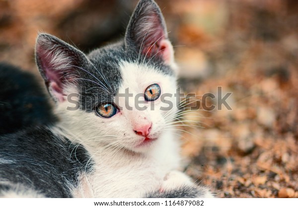 Cyte Kitty Face Looking Camera Closeup Stock Photo 1164879082 ...