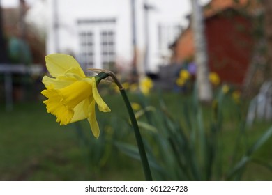 34 Daffidil 이미지, 스톡 사진 및 벡터 | Shutterstock