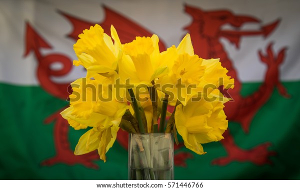 Daffodils Front Welsh Flag 1 Stock Photo (Edit Now) 571446766