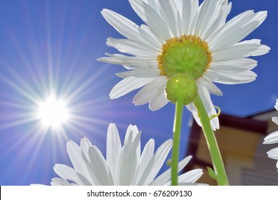 296 Daisy transformation Images, Stock Photos & Vectors | Shutterstock