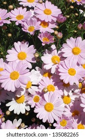 Daisy Stock Photo 135082265 | Shutterstock