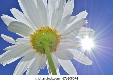 296 Daisy transformation Images, Stock Photos & Vectors | Shutterstock