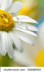 Daisy with dew drops Images, Stock Photos & Vectors | Shutterstock