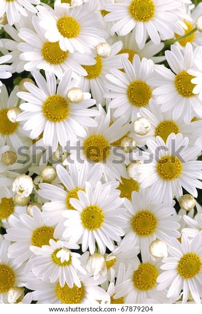 Daisy Flower Texture Stock Photo 67879204 | Shutterstock