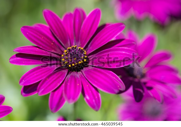 Daisy Flowr Stock Photo (Edit Now) 465039545