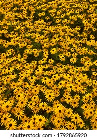 287 Boston daisy Images, Stock Photos & Vectors | Shutterstock