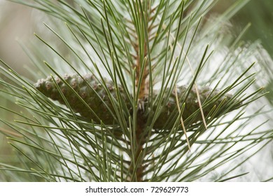12 Dalda Images, Stock Photos & Vectors | Shutterstock