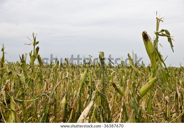 Damage Corn Crop Stock Photo (Edit Now) 36387670