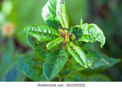 80,751 Colonial Insects Images, Stock Photos & Vectors | Shutterstock