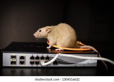 78 Rats Chewing Through Images, Stock Photos & Vectors | Shutterstock