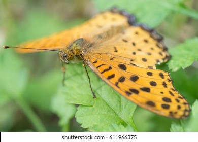 Danaidae Stock Photo 611966375 | Shutterstock