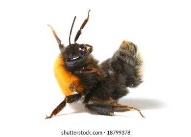Dance Bumble Bee Stock Photo 18799378 | Shutterstock