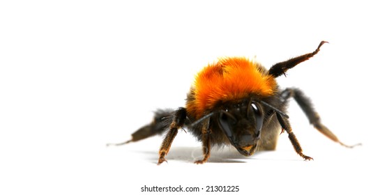 Dance Bumble Bee Stock Photo 21301225 | Shutterstock